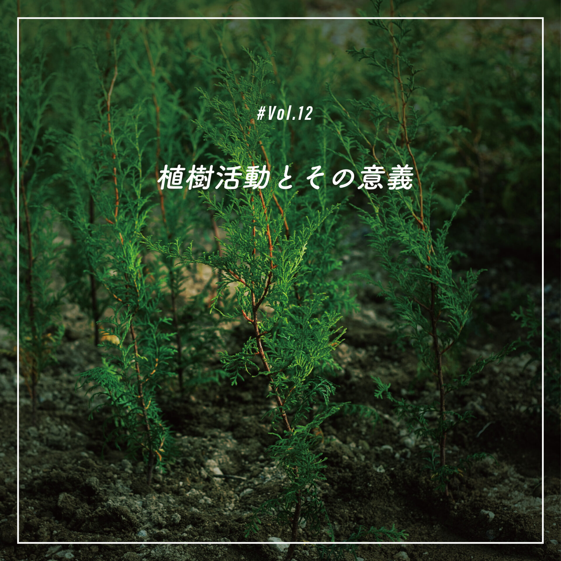 WEB MAG #12 植樹活動とその意義 | 院庄林業株式会社 | 岡山の総合木材メーカー